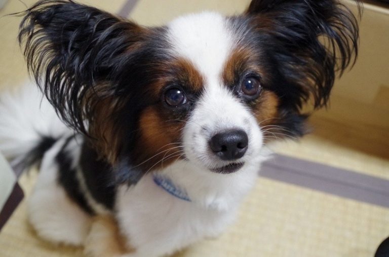 How to Groom a Papillon: 7 Expert Tips | Hepper Pet Resources