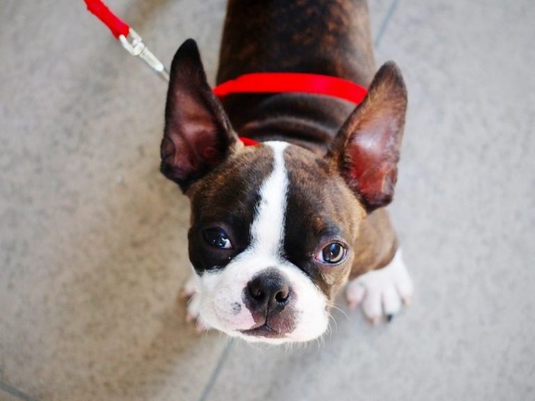 Boston Terrier Health Issues - 13 Common Conditions (Vet Answer ...