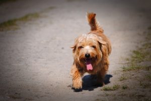 20 Red Dog Breeds: Info, History, Pictures & Facts | Hepper Pet Resources