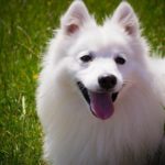 100+ Anime Dog Names: Geeky & Cool Ideas (With Meanings) | Hepper Pet ...