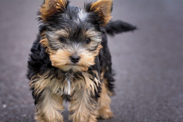 What Were Yorkies Bred For? History & Origins Explained | Hepper Pet ...