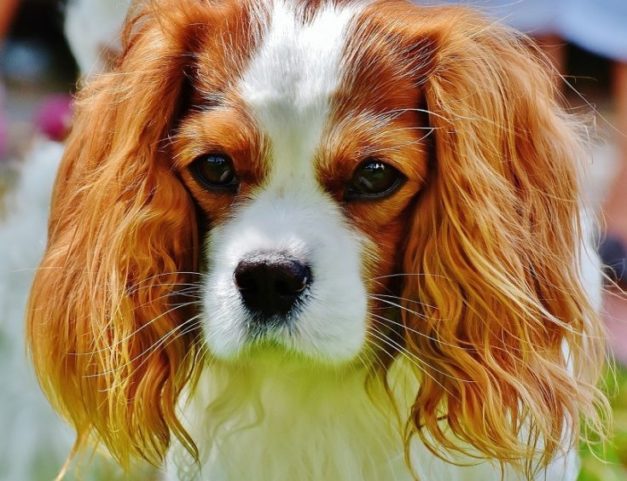 20 Dog Breeds That Look Like Puppies Forever (With Info & Pictures ...