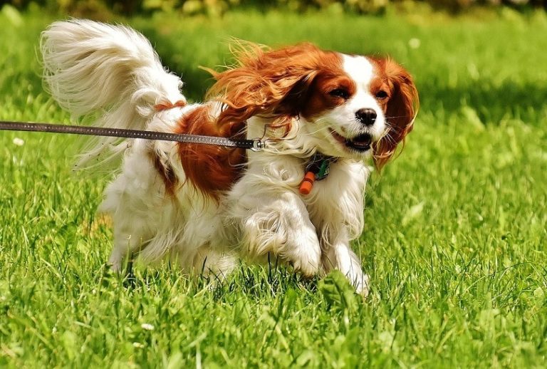 How Big Does a Cavalier King Charles Spaniel Get? Average Weight ...