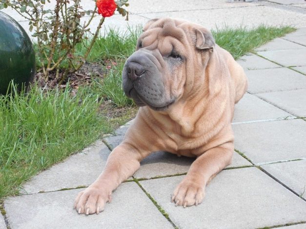 How Long Do Shar Pei Live? Average Lifespan, Data & Care (Vet-Approved ...