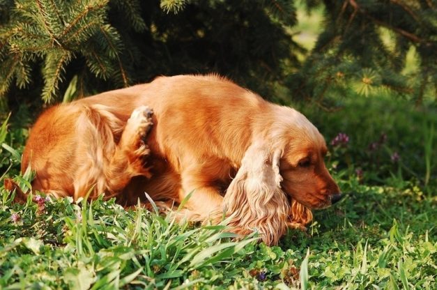 Ant Bites on Dogs: Signs, Treatment & Prevention (with Pictures ...