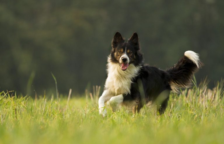 Are Border Collies Aggressive? Triggers & FAQ | Hepper Pet Resources