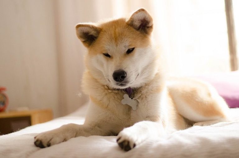 What Were Akitas Bred For? Akita History Explained | Hepper Pet Resources
