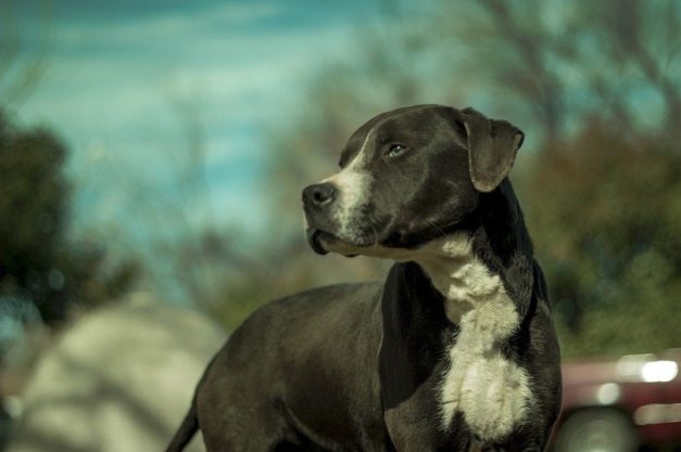 Dober Pit (Doberman & Pitbull Mix): Info, Pictures, Care & More ...