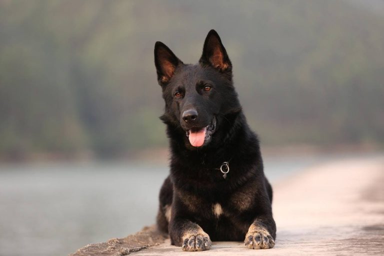 West German Shepherd: Info, Pictures, Temperament, Care & More | Hepper ...