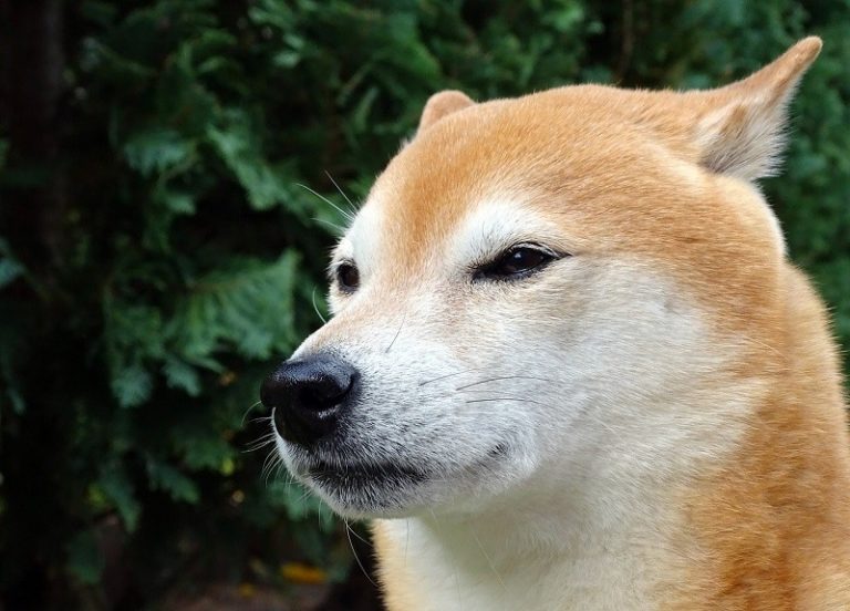 8 Common Shiba Inu Health Problems: Our Vet Explains | Hepper Pet Resources