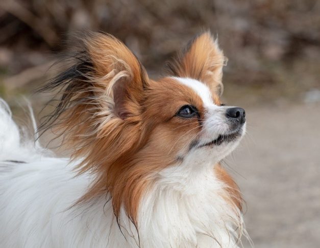 6 Papillon Pros & Cons: Important Considerations | Hepper Pet Resources