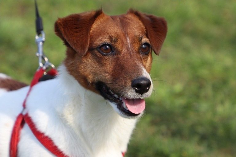 20 Jack Russell Terrier Mixed Breeds (With Info & Pictures) | Hepper ...