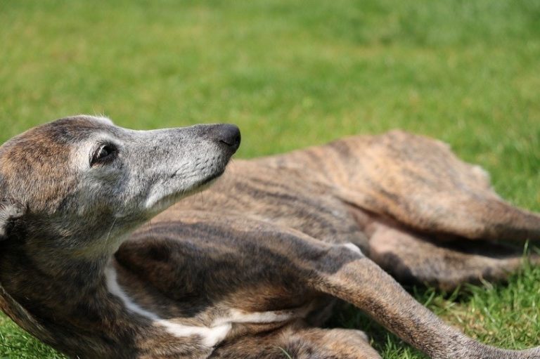 5 Whippet Health Issues You Need to Know (Vet Answer) | Hepper Pet ...