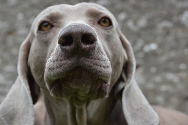 25 Unhealthiest Dog Breeds (With the Most Health Issues): Vet-Reviewed ...