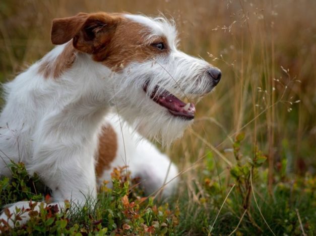 How to Teach Your Dog to Spin in 5 Simple Steps | Hepper Pet Resources