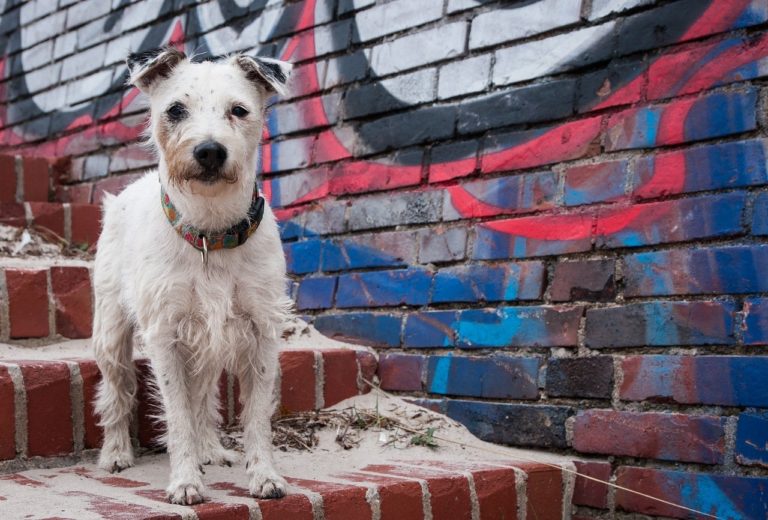How to Train a Dog to Go Down Stairs in 8 Simple Steps | Hepper Pet ...