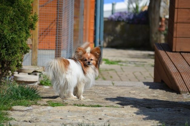 What Were Papillons Bred For? Breed History Explained | Hepper Pet ...