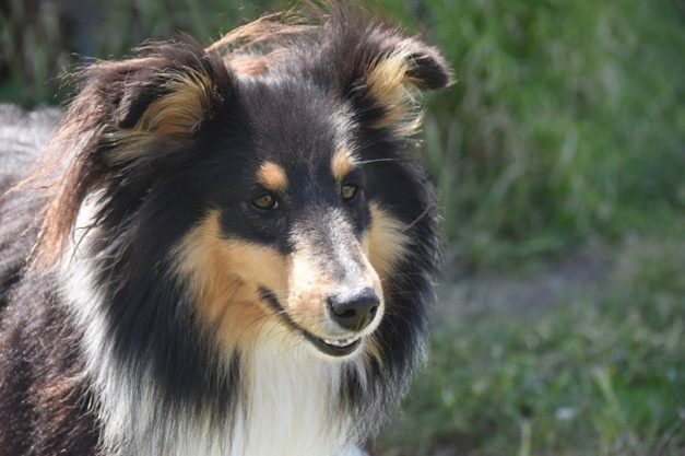 15 Sheltie Pros and Cons You Need to Know | Hepper Pet Resources