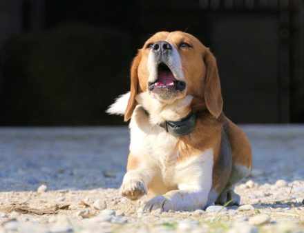 Beaglier (Beagle & Cavalier King Charles Spaniel Mix): Info, Pictures ...
