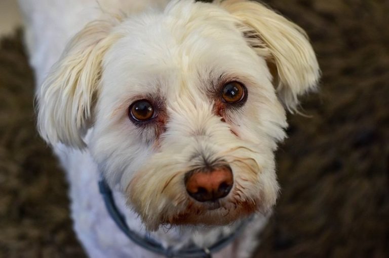 Skin Tag on Dog: Vet-Verified Facts, Causes & Diagnosis | Hepper Pet ...