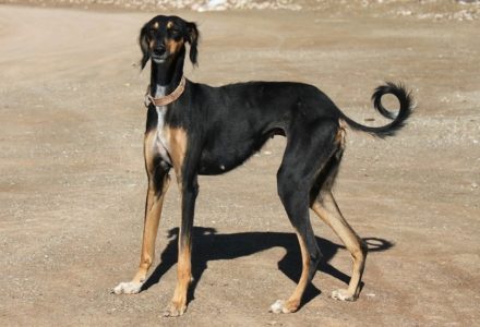What Kind of Dog Is Anubis? Ancient Egyptian History | Hepper Pet Resources