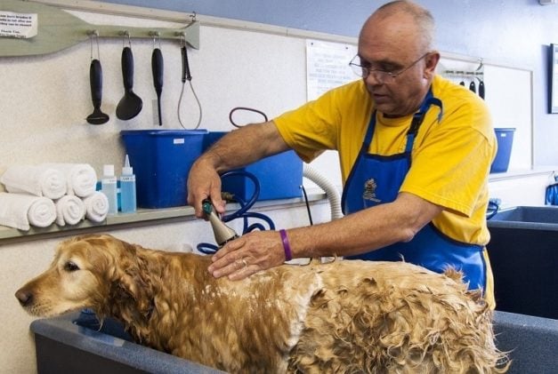 How to Groom a Cocker Spaniel – 10 Expert Tips | Hepper Pet Resources