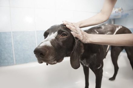How to Give a Dog a Bath That Hates Baths in 8 Vet-Approved Steps ...