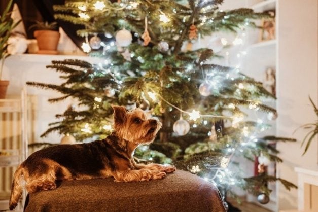 150+ Adorable Christmas Names for Dogs: Ideas for Festive Canines ...