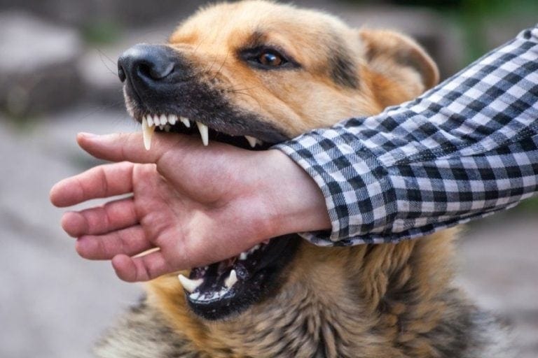 My Dog Bit Someone, Help! What To Do & Possible Repercussions | Hepper ...