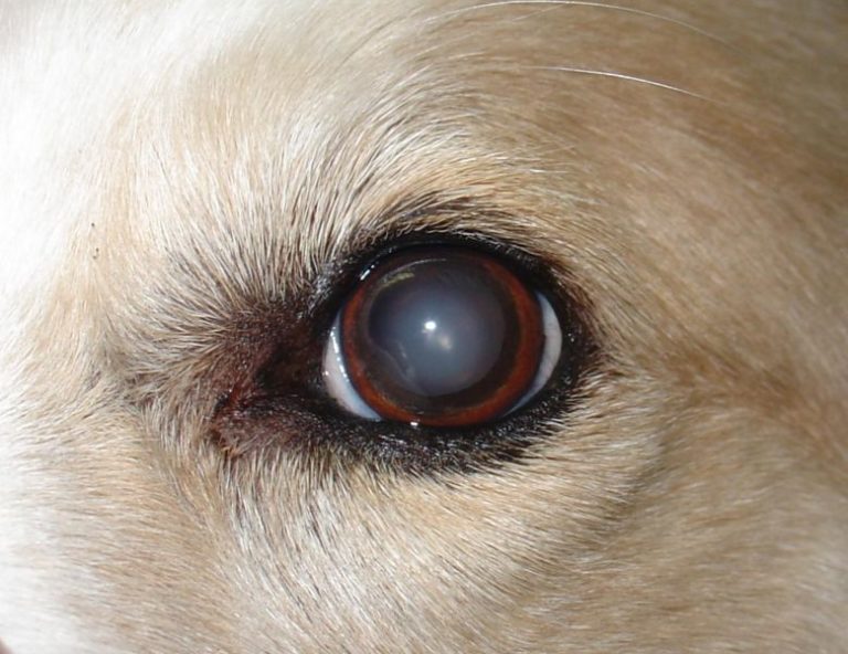 What Do Cataracts Look Like in Dogs? 10 Vet-Reviewed Ways to Identify ...