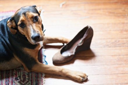 How to Stop Dogs from Chewing Shoes: 10 Simple Tricks | Hepper Pet ...