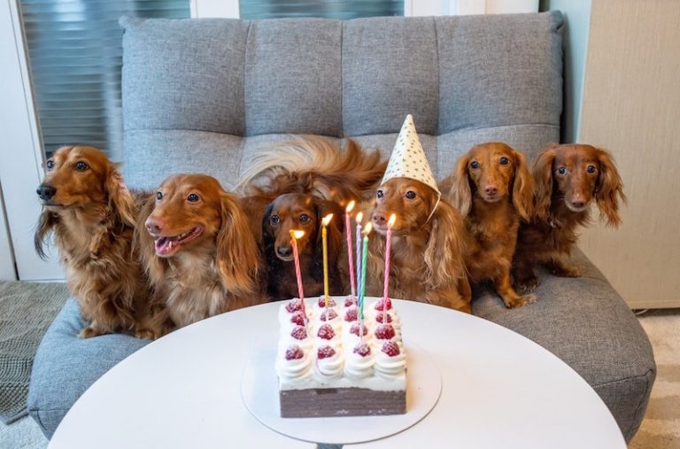 13 Dog Birthday Party Themes to Try (With Pictures) | Hepper Pet Resources