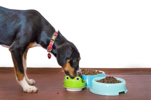 When Was Dog Food Invented? History of Commercial Pet Food Explored ...
