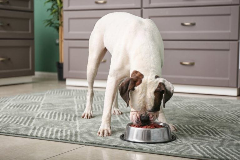 What Are BHA and BHT in Dog Food? Vet-Reviewed Preservatives & Canine ...