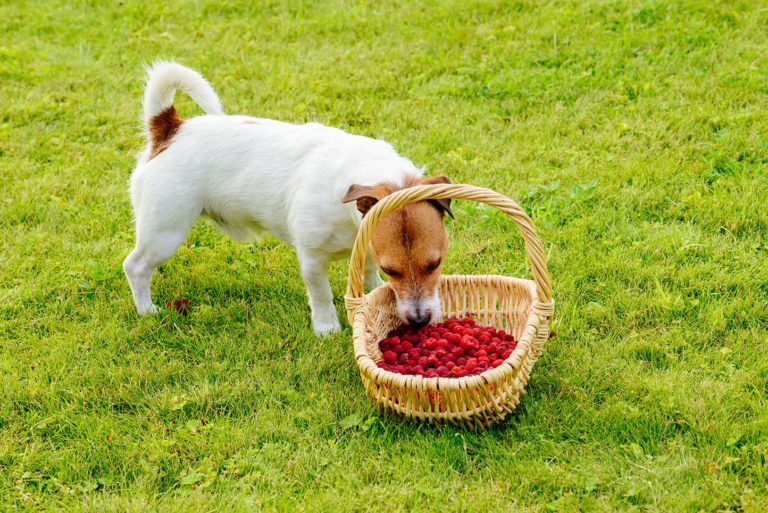 What Are BHA and BHT in Dog Food? Vet-Reviewed Preservatives & Canine ...