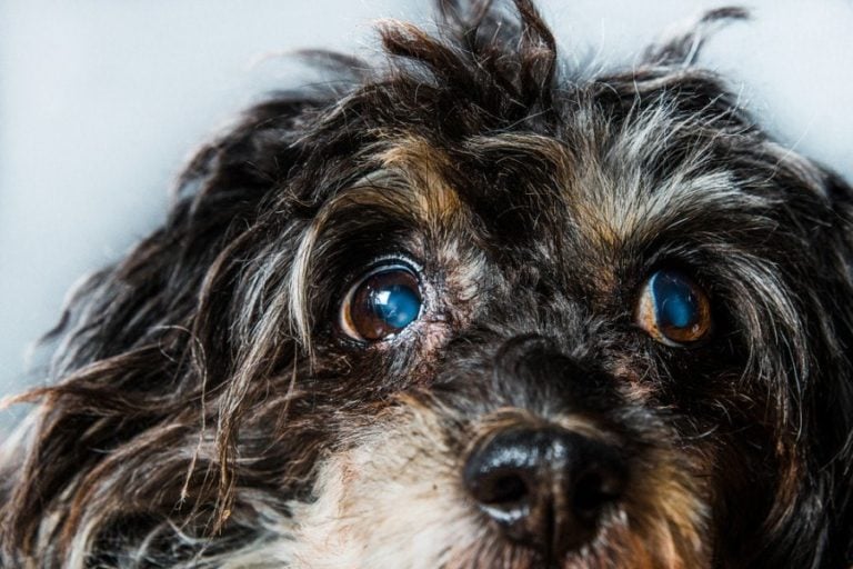What Do Cataracts Look Like in Dogs? 10 Vet-Reviewed Ways to Identify ...