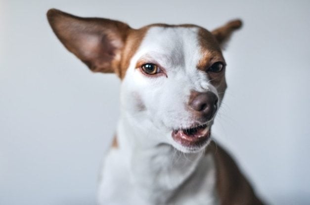 Dog Growling at Nothing: 8 Reasons & What to Do About It | Hepper Pet ...