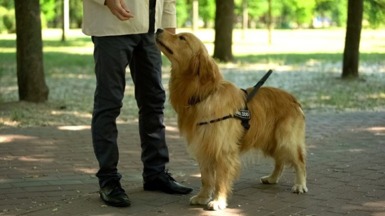 How to Train Your Dog to Ignore Other Dogs: 4 Vet Approved Tips ...
