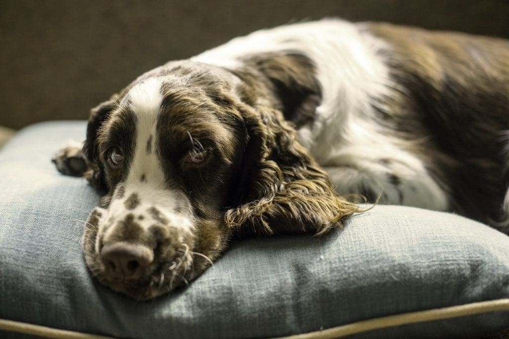 What Are the Best Materials & Fabrics for a Dog Bed? (Facts & FAQ ...