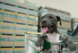 Does Menards Allow Dogs? 2025 Policy Update | Hepper Pet Resources