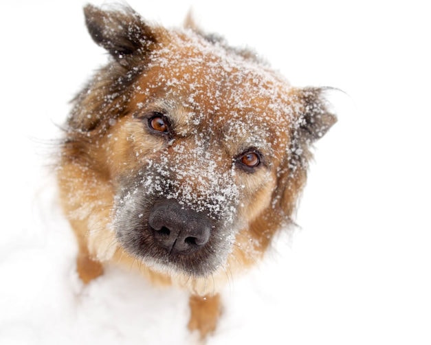 What Temperature Is Too Cold to Walk My Dog? Vet-Reviewed Facts & FAQ ...