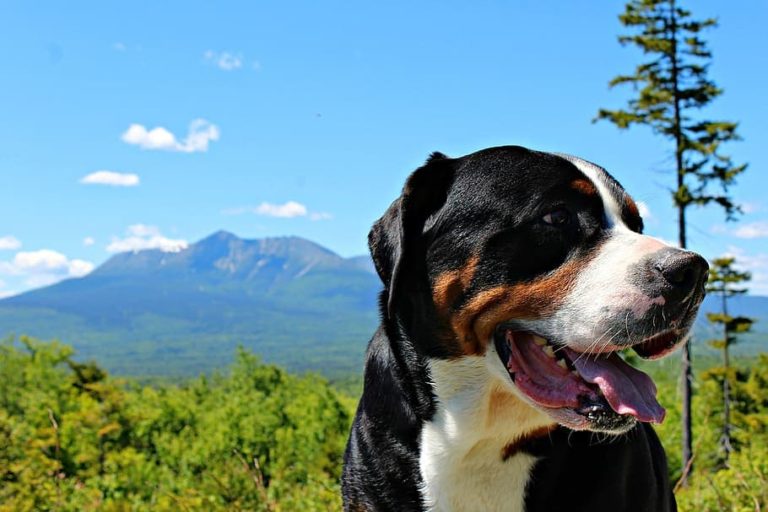 190 Nature Dog Names for Adventurous Outdoor Enthusiasts | Hepper Pet ...