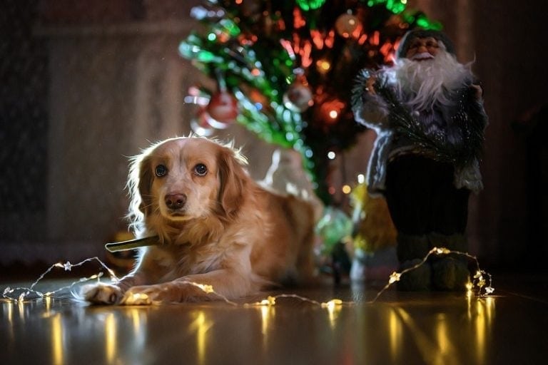 150+ Adorable Christmas Names for Dogs: Ideas for Festive Canines ...