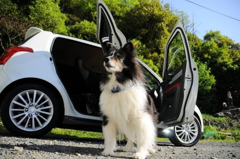 Does Uber Allow Dogs? 2025 Policy Update | Hepper Pet Resources