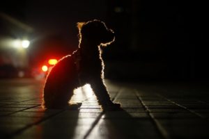 Can Dogs See in the Dark? Canine Night Vision Explained (Vet-Verified ...