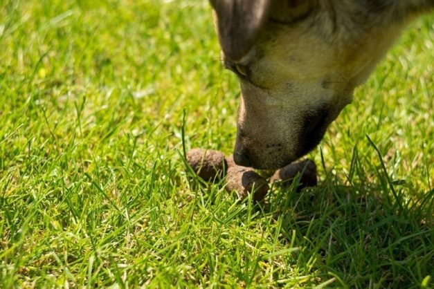 Why Do Dogs Eat Poop? 9 Vet Explained Reasons & What to Do | Hepper Pet ...