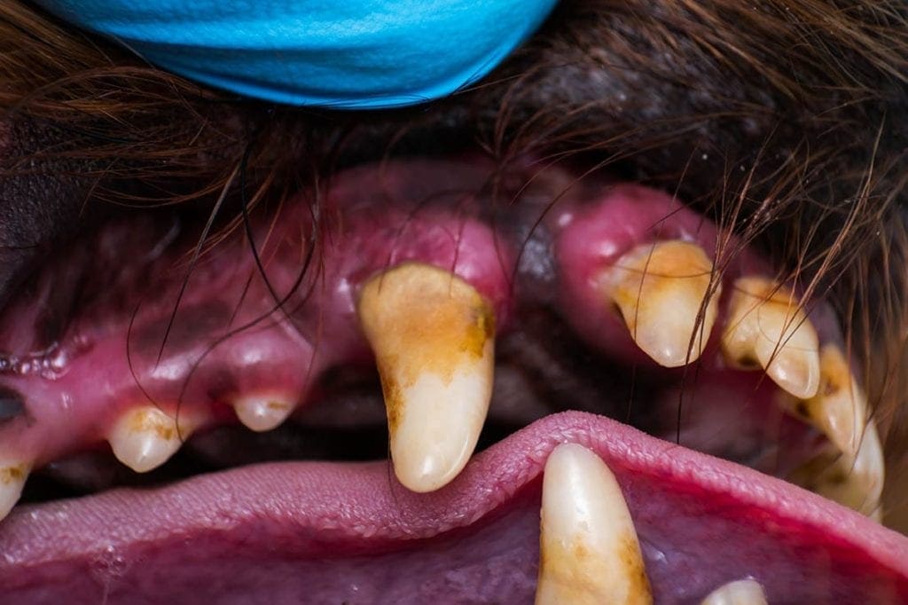 Healthy vs Unhealthy Dog Gums: Vet-Reviewed Signs & Pictures | Hepper ...