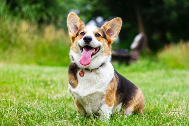Are Corgis Smart? Breed Intelligence Facts | Hepper Pet Resources