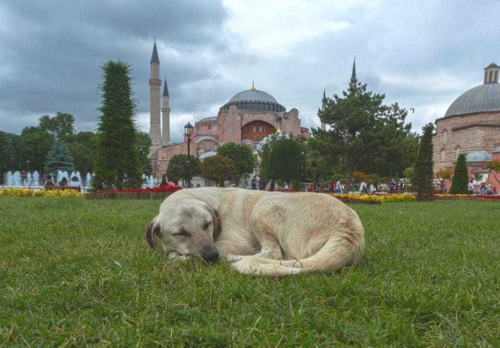 7 Turkish Dog Breeds (With Info & Pictures) | Hepper Pet Resources