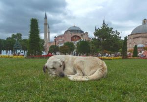 7 Turkish Dog Breeds (With Info & Pictures) | Hepper Pet Resources